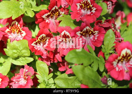 Beautiful and radiant Poor Man's Orchid, Schizanthus x wisetonensis ...