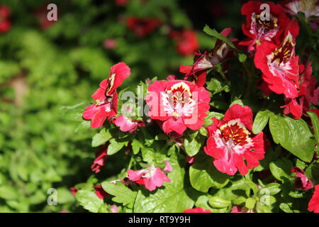 Beautiful and radiant Poor Man's Orchid, Schizanthus x wisetonensis ...