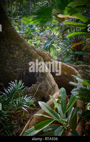 Banyan Baum, Mauritius Stock Photo - Alamy