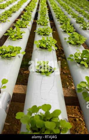 Hydroponics Farming System Stock Photo - Alamy