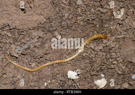 Soil centipede (Geophilomorpha Stock Photo - Alamy