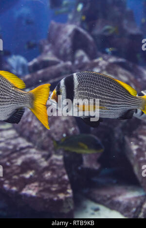 A vertical closeup of the beautiful fish swimming in the pond ...
