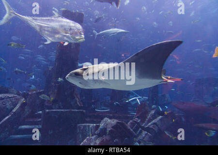 Various fish in large aquarium Stock Photo - Alamy