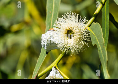 Closeup of soap mallee (Eucalyptus diversifolia) plant, California ...