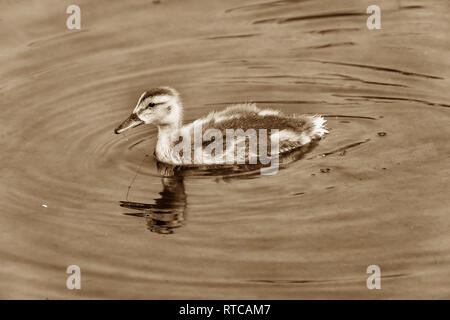 Gadwall Duck Duckling Juanita Bay Park Lake Washington Kirkland ...