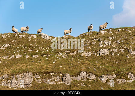 Swaledale sheep by some rocks Stock Photo - Alamy