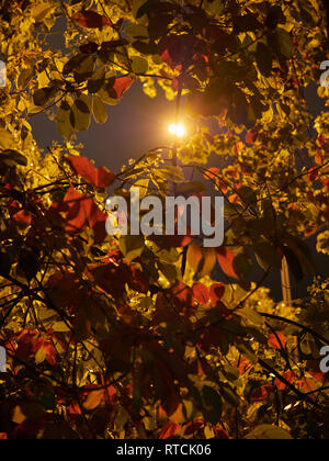 Light lantern through the foliage at night. Green and red leaves at ...