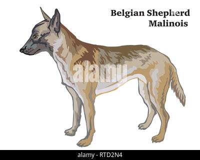 Belgian Malinois Vector Illustration Stock Vector Art & Illustration ...