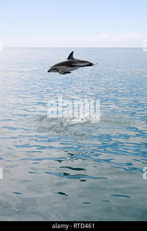 Dusky dolphins swimming and jumping in the Pacific Ocean just off the ...