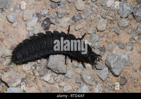 Ground Beetle, Tribe Carabini, larva Stock Photo - Alamy