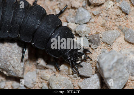 Ground Beetle larva, Carabidae Stock Photo - Alamy