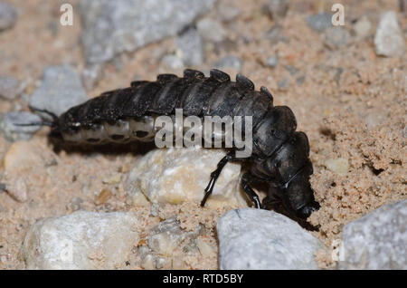 Ground Beetle, Tribe Carabini, larva Stock Photo - Alamy