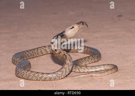 Strap-snouted Brown Snake Stock Photo - Alamy