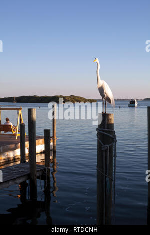 A great white egret stands on a wooden perch near Anna Maria Island ...