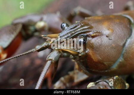 An aggressive Red Signal Crayfish Stock Photo - Alamy