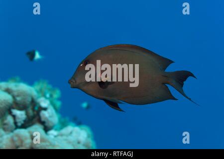 Striated surgeonfish (Ctenochaetus striatus) swims over coral reef, Red ...