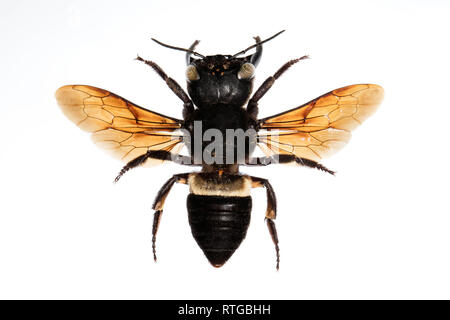 Wallace's Giant Resin Bee, Megachile pluto Stock Photo - Alamy