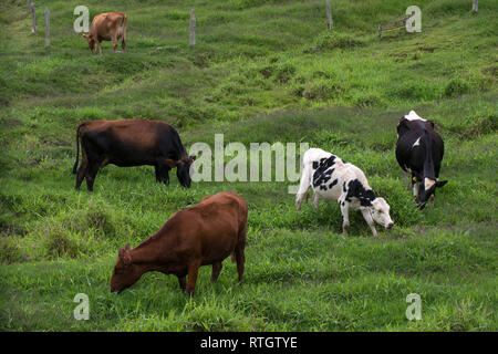 Donmatias, Antioquia, Colombia: Grazing cows around a bird's nest Stock ...