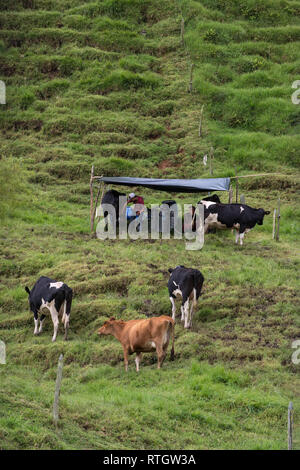 Donmatias, Antioquia, Colombia: Cowboy milk cows Stock Photo - Alamy