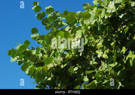 Sea grape trees in Florida Stock Photo - Alamy