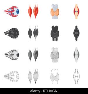 eyeball,muscle,dorsal,bone,eye,organs,spinal,tendon,cornea,tissue,bones ...