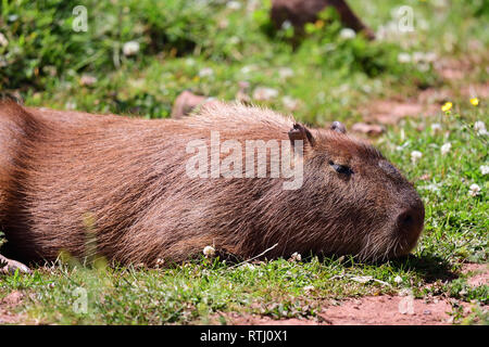 A capybara lying down on some grass Stock Photo - Alamy