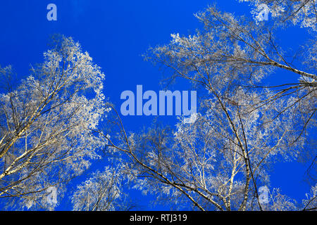 Trees wint hoarfrost at winter Stock Photo - Alamy