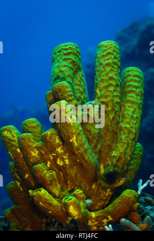 Large sea sponge growing on healthy coral reef Stock Photo - Alamy