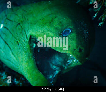 THE FACE OF A GREEN MORAY EEL Gymnothorax funebris IN THE WATERS OF ...