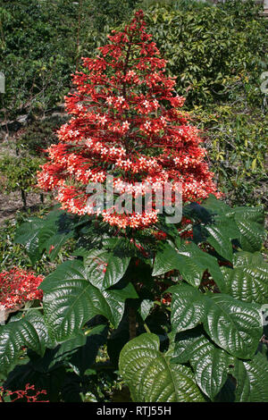 Pagoda Flower (Clerodendrum paniculatum), hanuman kireedam, blooming ...