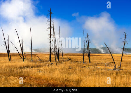 Kidney Geyser, Yellowstone National Park, USA Stock Photo - Alamy