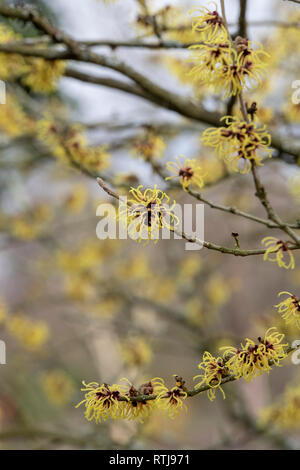 Hamamelis × intermedia 'Primavera' in winter Stock Photo - Alamy