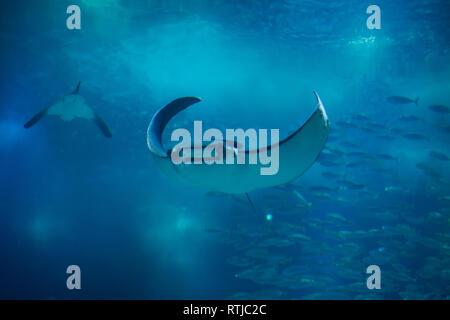 Devil fish (Mobula mobular), also known as the giant devil ray Stock ...