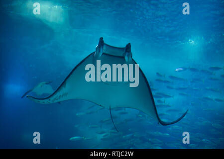 Devil fish (Mobula mobular), also known as the giant devil ray Stock ...