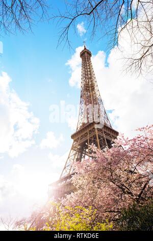 Spring in Paris. Blossoming Sakura tree and typical Parisian building ...