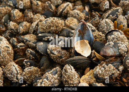 A Sea mussel shell and sessile on a stone at the beach seen from above ...