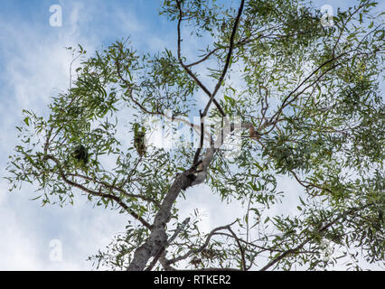 Low angle view of woollybutt tree growing in the native bushland at ...