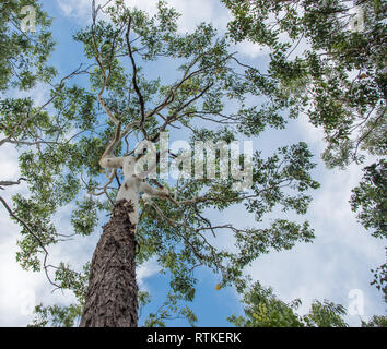 Low angle view of woollybutt tree, with insect nests, growing in the ...