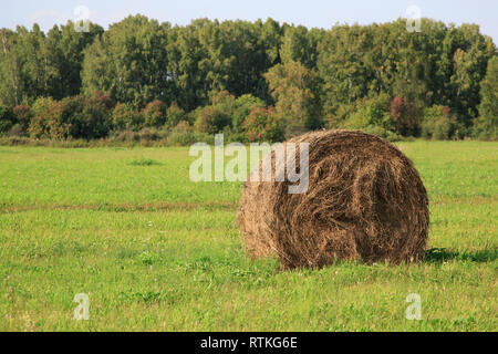 Big hay bay roll in a green field and blue sky Stock Photo - Alamy