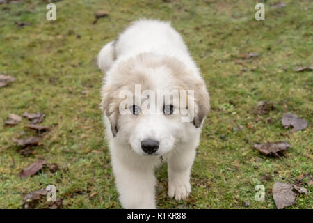 Issaquah, Washington, USA. Ten week old Great Pyrenees puppy running on ...