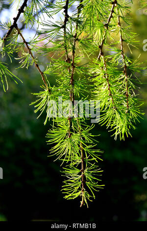 Beautiful twigs of larch close up in the background light. Natural ...