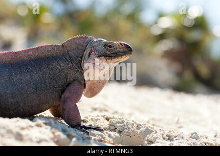 exuma island iguana in the bahamas Stock Photo - Alamy