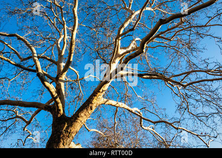 deciduous trees without leaves in the winter. On the ground is snow ...
