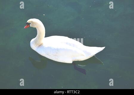 swan enjoying life on the lake of constance Stock Photo - Alamy
