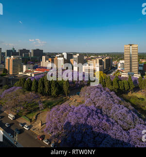 Jacarandas seen in Harare CBD, Zimbabwe Stock Photo - Alamy