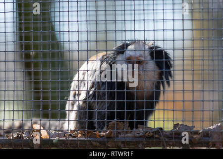Caged Geoffreys marmoset ( Callithrix geoffroyi) kept as a pet Stock ...
