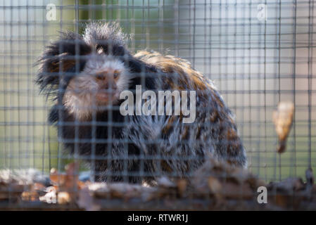 Caged Geoffreys marmoset ( Callithrix geoffroyi) kept as a pet Stock ...