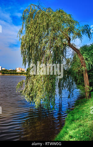 Bent Pine Tree Water Reflection, Treelined Maligne Lake Shore Landscape ...