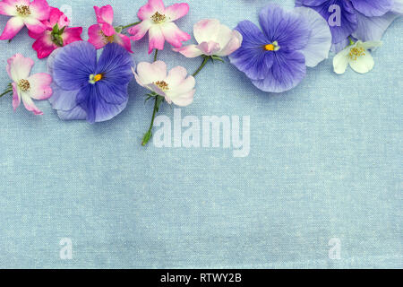 Close up of a beautiful pink pansie flower Stock Photo - Alamy
