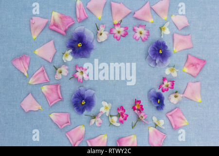 Close up of a beautiful pink pansie flower Stock Photo - Alamy